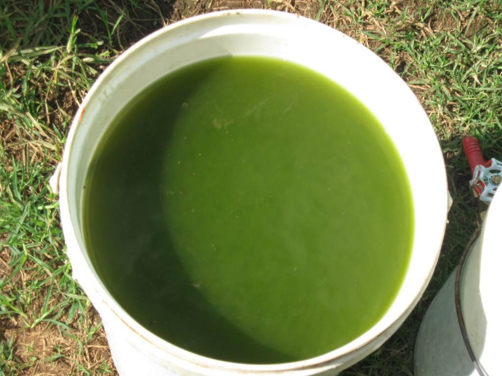 green micro algae 2 - https://making-biodiesel-books.com